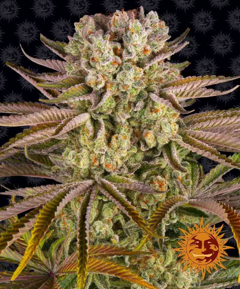 Pineapple Express (F) – Cannabis Seeds for Sale | North Atlantic Seed Co.