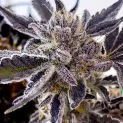 Elev8 Seeds Cannabis Seeds » NORTH ATLANTIC SEED CO.