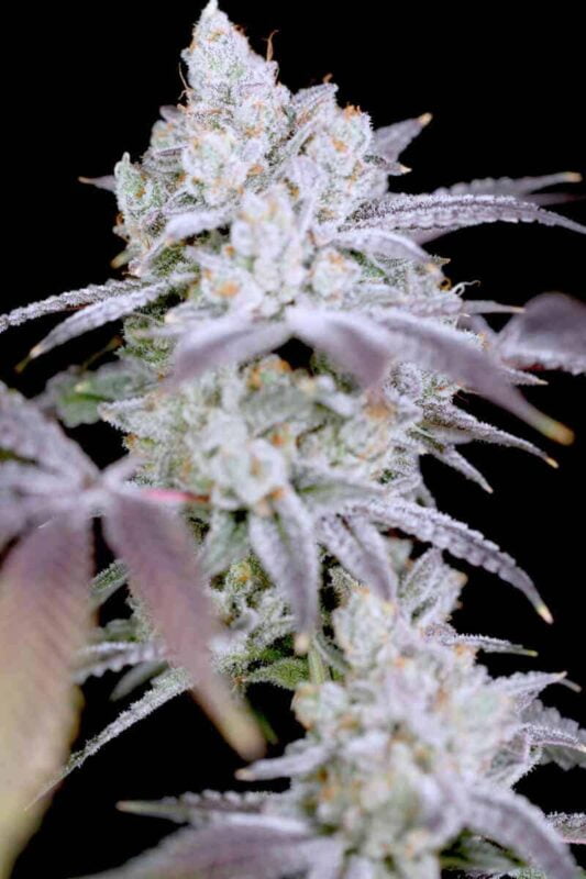 Modified Mints (R) – Buy Cannabis Seeds Online | North Atlantic Seed Co.