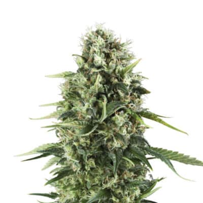 Royal AK (F) Feminized Seeds | North Atlantic Seed Co.