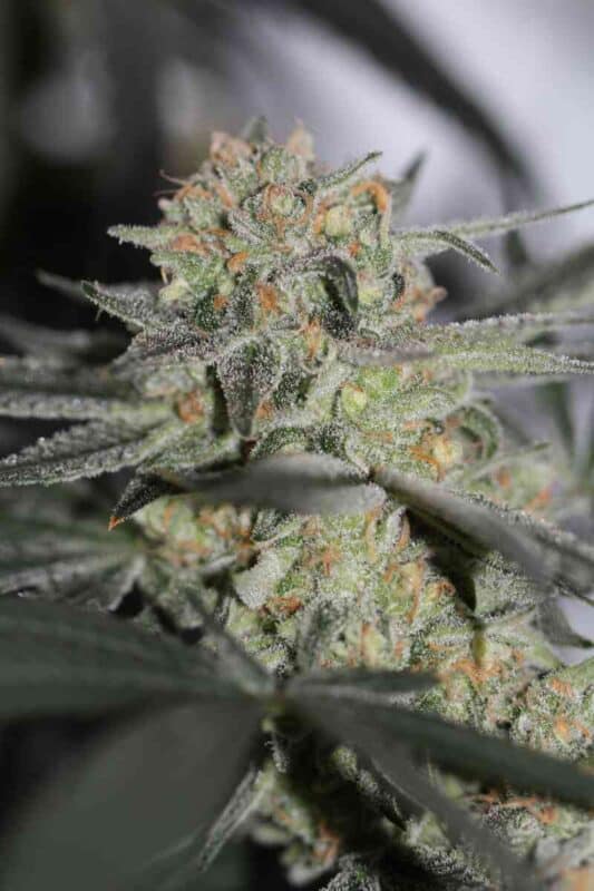 White Nightmare F2 (R) Regular Seeds | North Atlantic Seed Co.