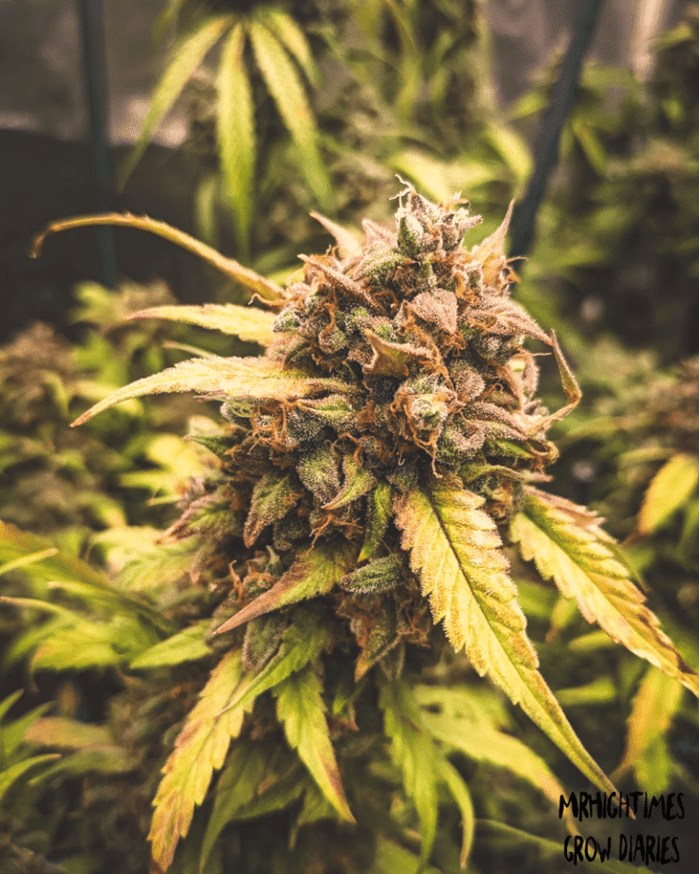 Bear Assed Monkey Auto – Buy Cannabis Seeds Online | North Atlantic ...