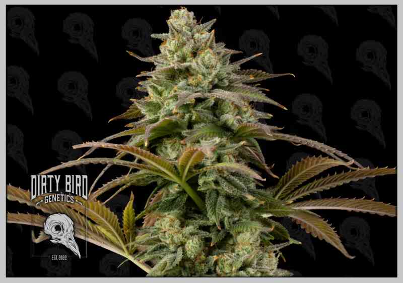 Skunch (F) – Buy Cannabis Seeds Online | North Atlantic Seed Co.