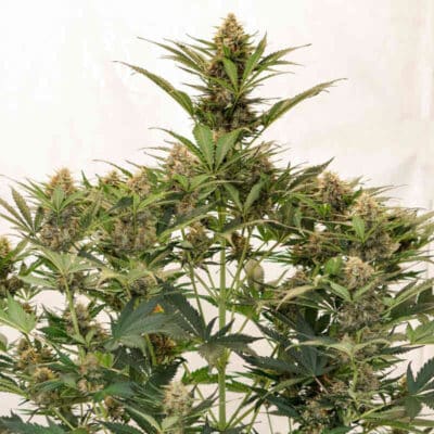 MAC #1 Auto – Buy Cannabis Seeds Online | North Atlantic Seed Co.