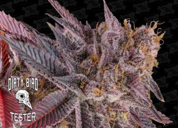 Dark Soul [TESTER] (R) – Cannabis Seeds for Sale | North Atlantic Seed Co.