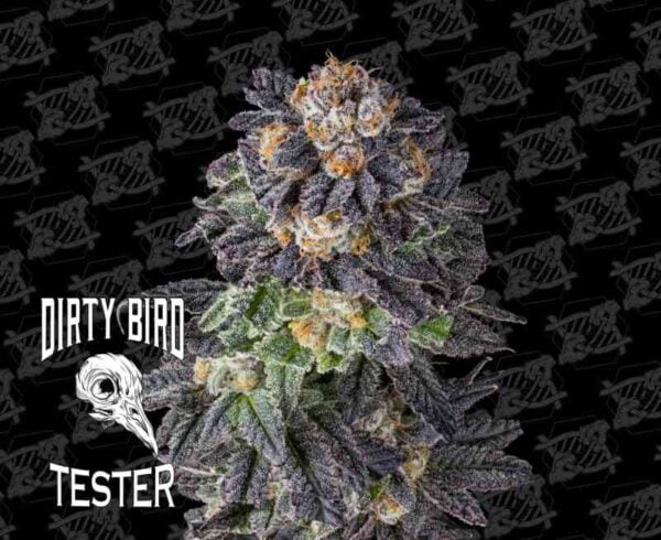 Crapple (R) [TESTER] – Buy Cannabis Seeds Online | North Atlantic Seed Co.