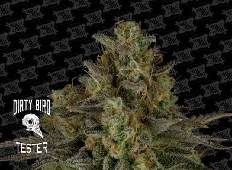 Bubba Brunch (F) [TESTER] – Cannabis Seeds for Sale | North Atlantic ...