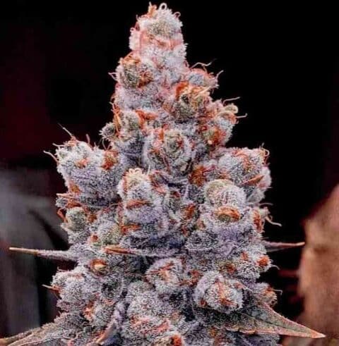 Banana Jealousy Auto RF3 – Cannabis Seeds for Sale | North Atlantic ...