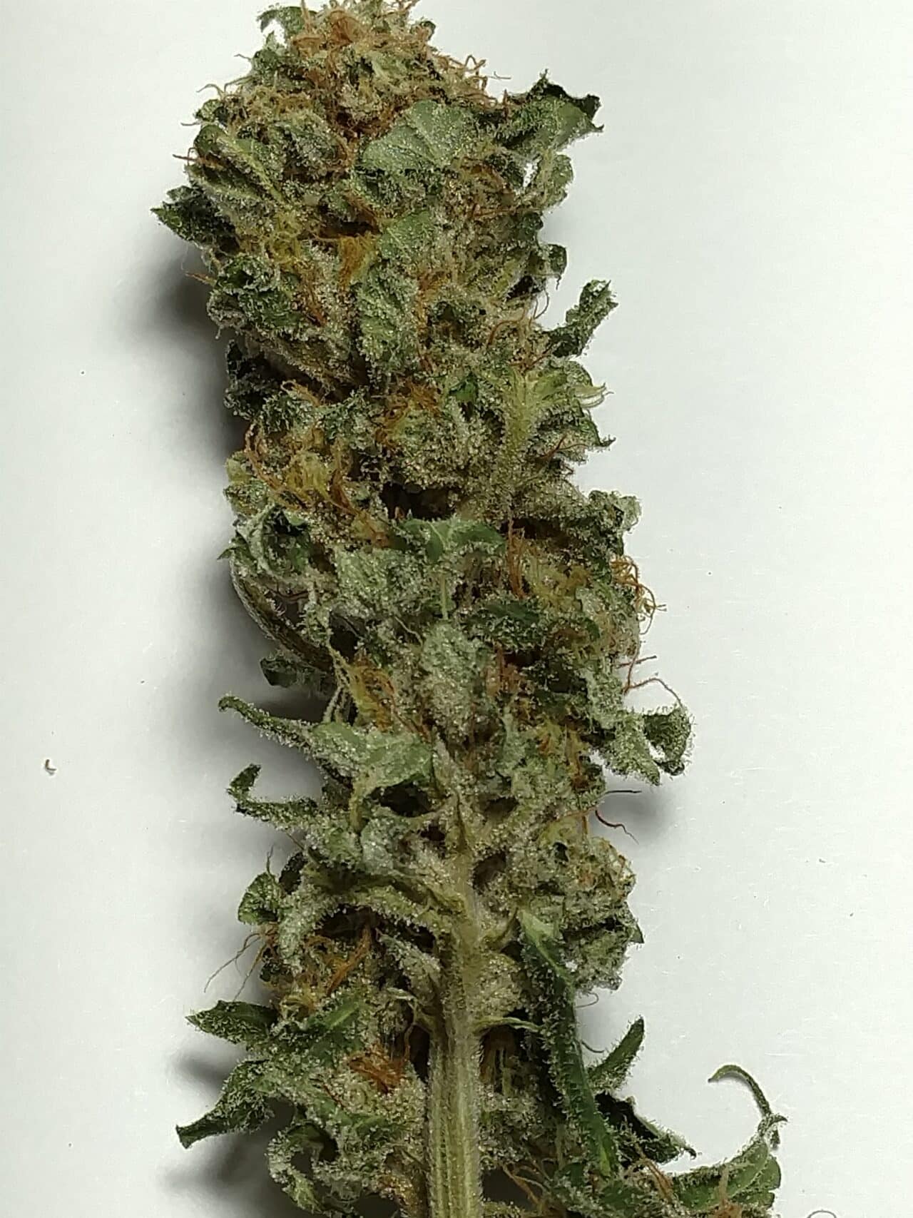 Sticky Finger Seeds | North Atlantic Seed Co.