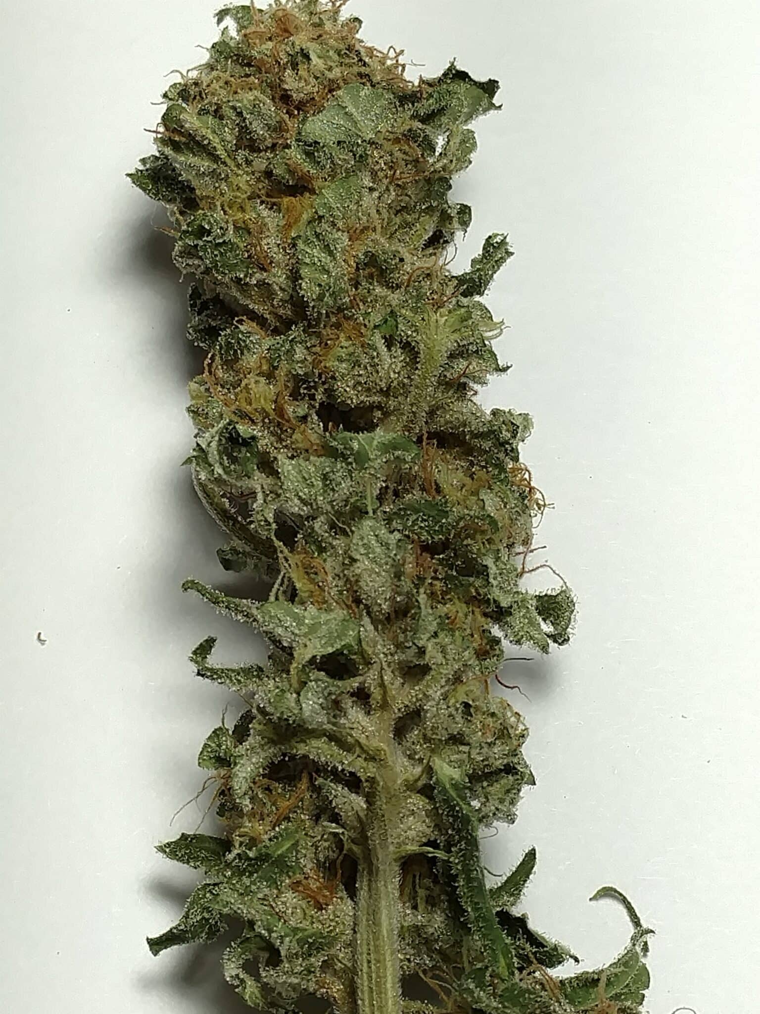 Sticky Finger Seeds – Buy Cannabis Seeds Online | North Atlantic Seed Co.