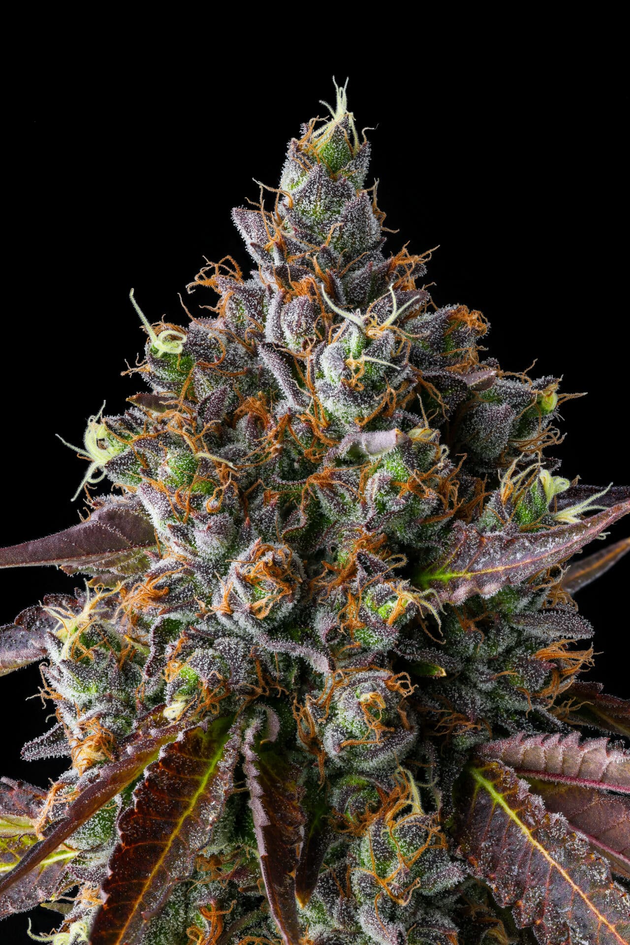 Strawberry Skrilla (F) [JOKERZ DROP] – Buy Cannabis Seeds Online ...