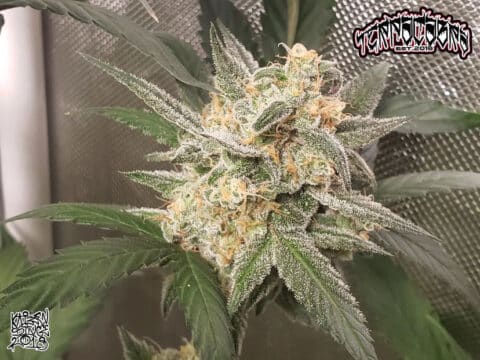 Compound V Auto – Buy Cannabis Seeds Online | North Atlantic Seed Co.