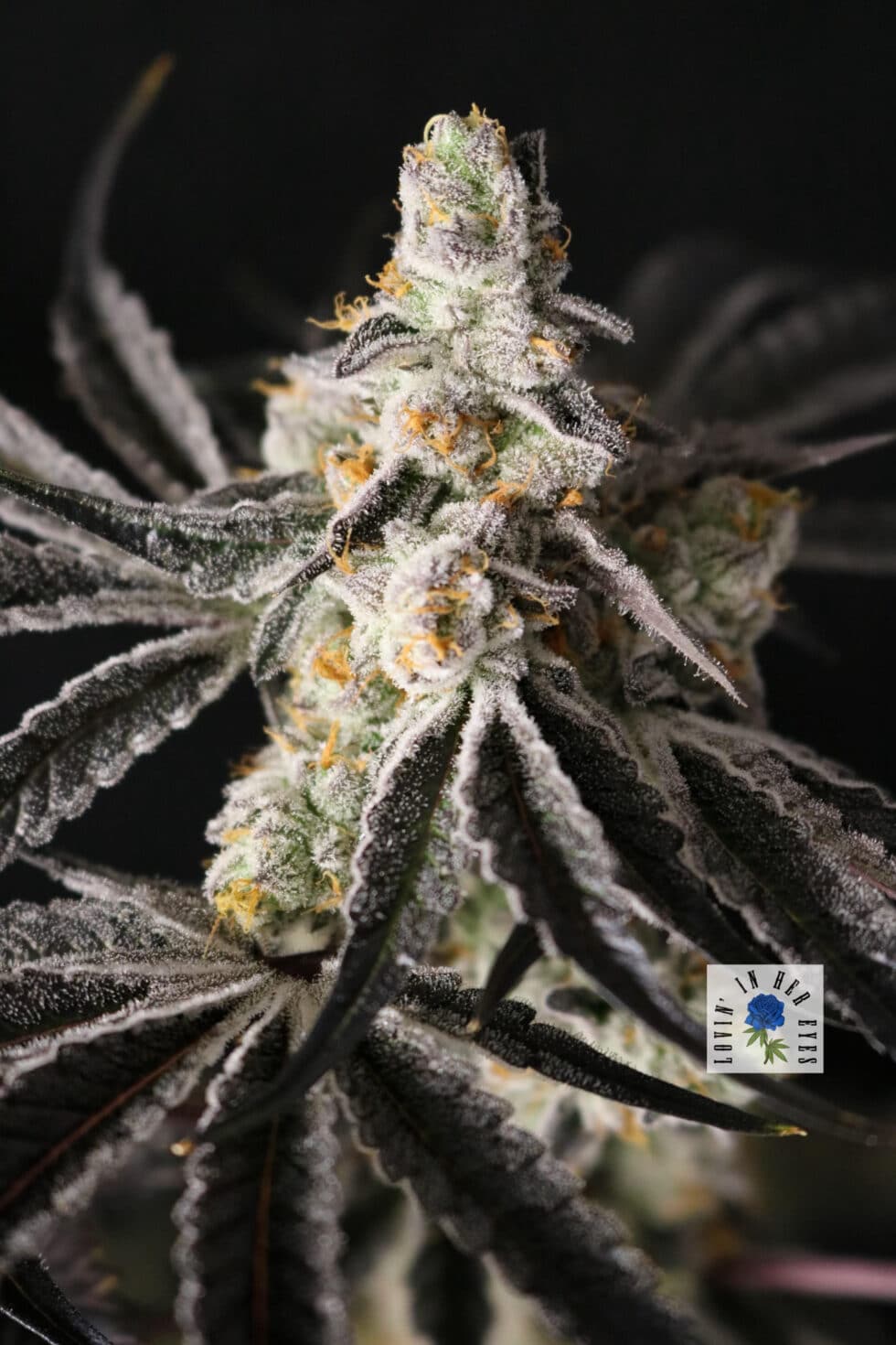 Funky Fuego (F) [3/22/24 DROP] – Buy Cannabis Seeds Online | North ...