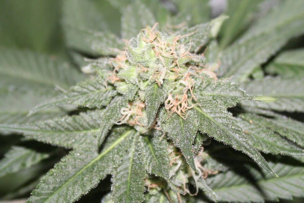 Northern Alien (F) – Buy Cannabis Seeds Online | North Atlantic Seed Co.