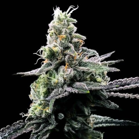 Purple Chocolope (F) – Buy Cannabis Seeds Online | North Atlantic Seed Co.