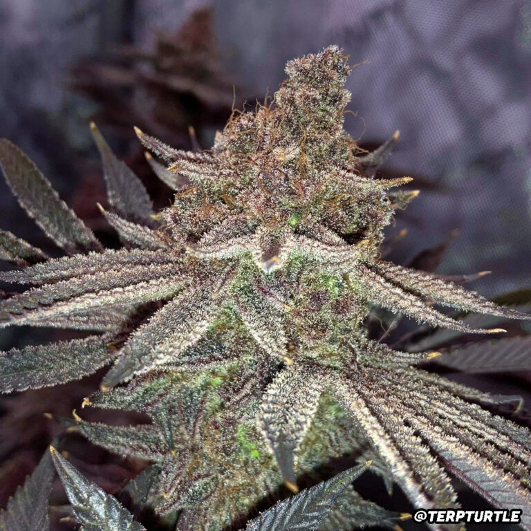 Bad Apple (F) Feminized Seeds | North Atlantic Seed Co.