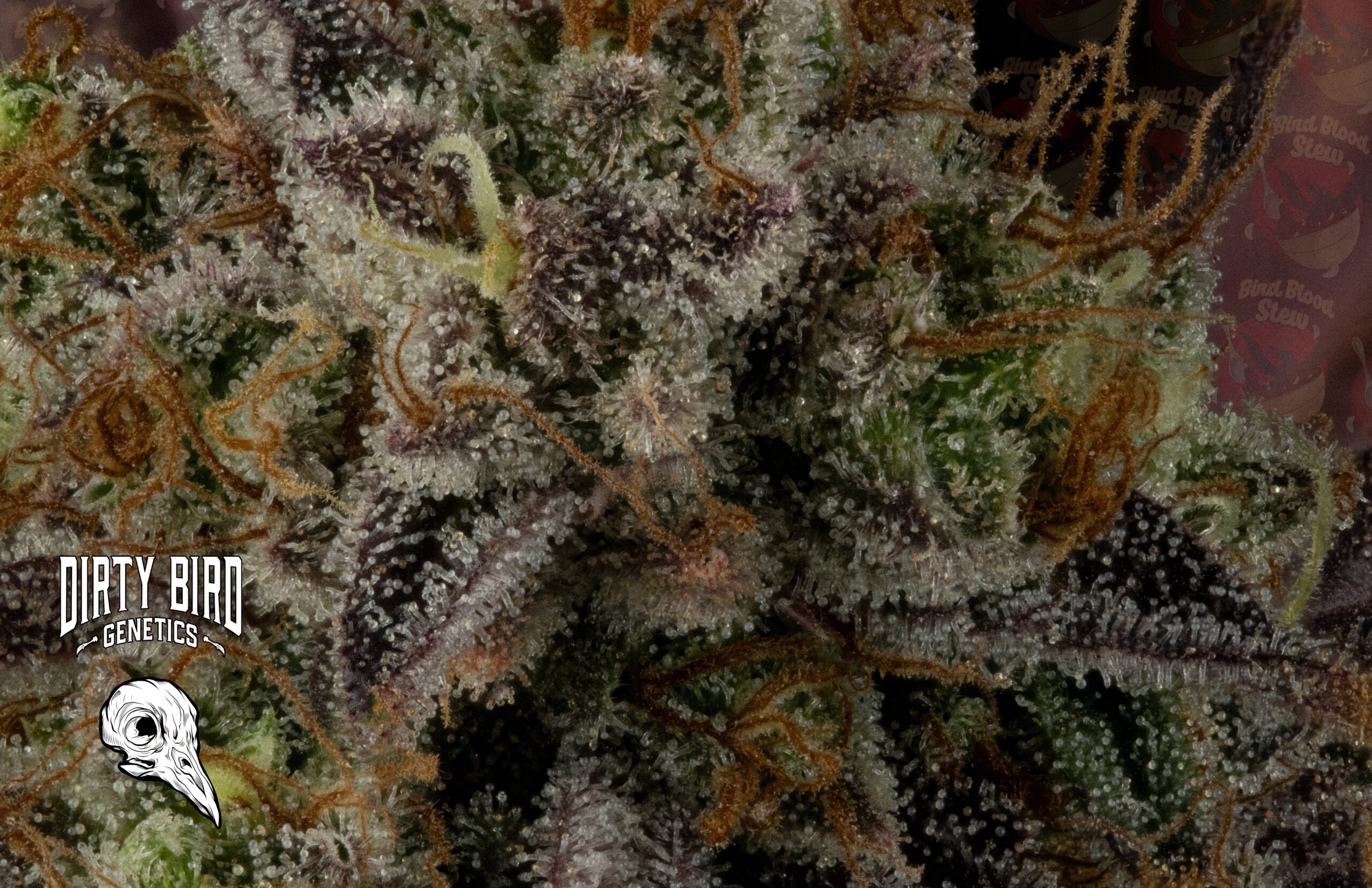 Bird Blood Stew (F) – Cannabis Seeds for Sale | North Atlantic Seed Co.