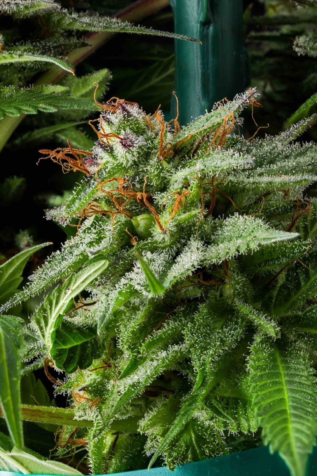 Chocolate Hashberry #31 F3 (F) – Buy Cannabis Seeds Online | North ...