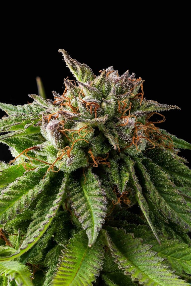 Chocolate Haze (F) – Buy Cannabis Seeds Online | North Atlantic Seed Co.