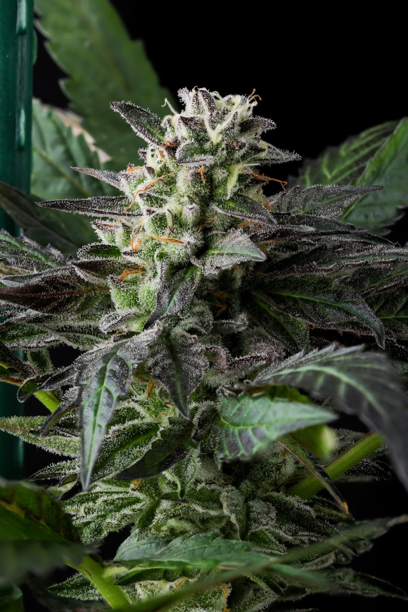 Ed Rosenthal's Super Chocolate Chip Cookies (F) Feminized Seeds | North ...