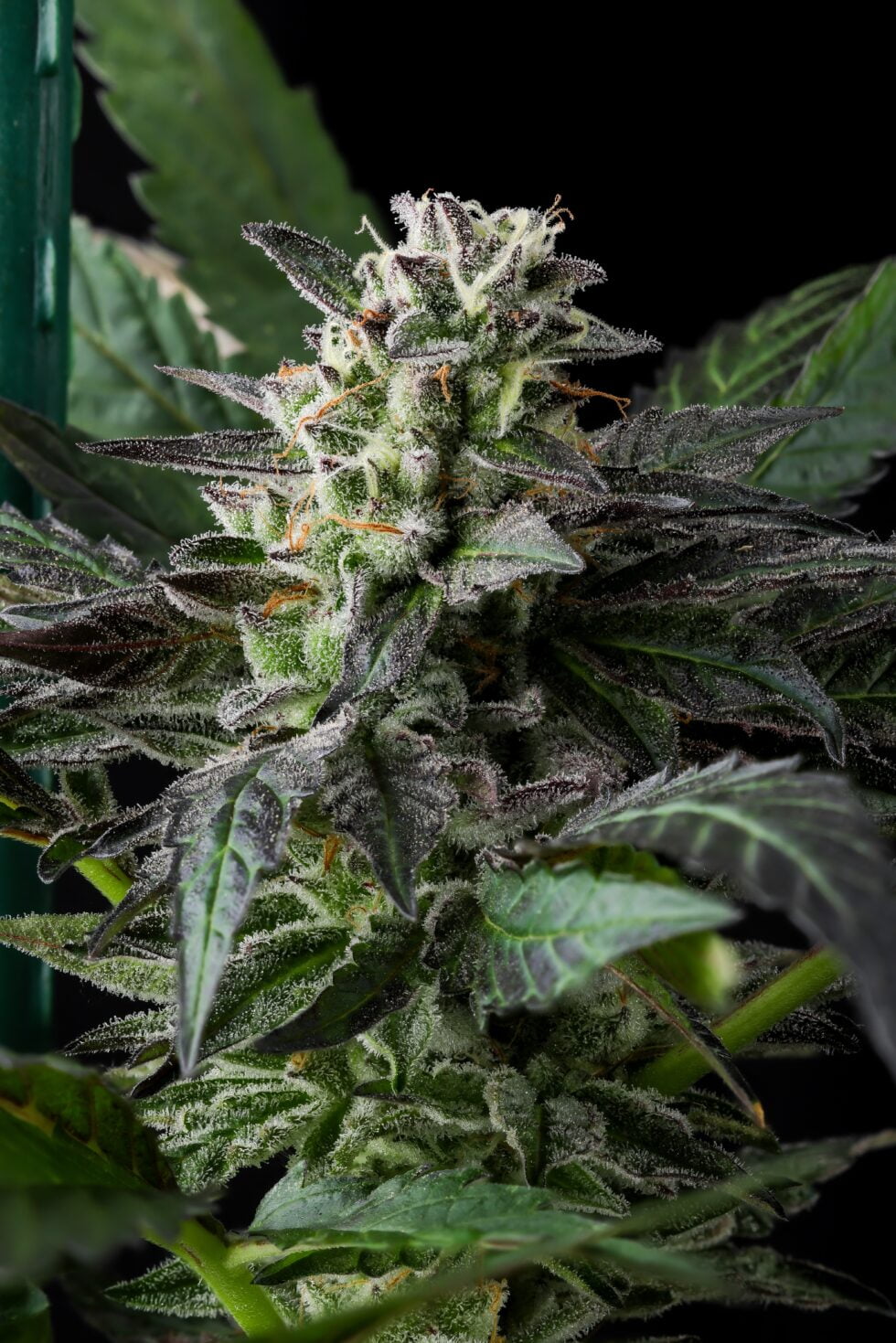 Ed Rosenthal's Super Chocolate Chip Cookies (F) Feminized Seeds | North ...