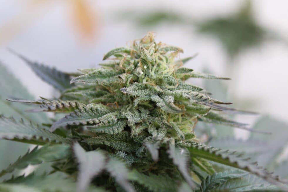 Ed Rosenthal's Super Cookie (F) Feminized Seeds | North Atlantic Seed Co.