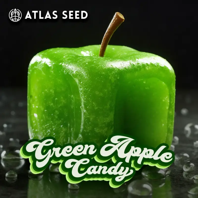 Green Apple Candy (F) Feminized Seeds | North Atlantic Seed Co.