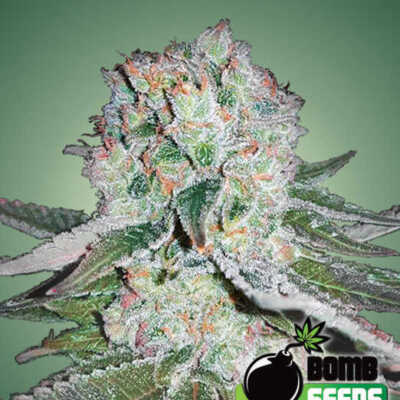 Bomb Seeds – Buy Cannabis Seeds Online | North Atlantic Seed Co.