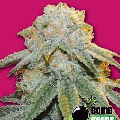 Bomb Seeds – Buy Cannabis Seeds Online | North Atlantic Seed Co.