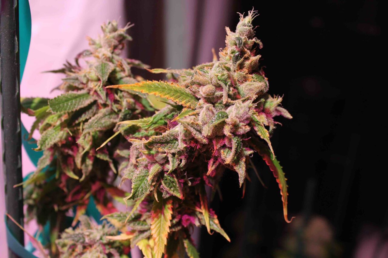 Magic Runtz Cake CBD Auto – Cannabis Seeds for Sale | North Atlantic ...