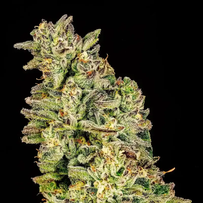 Space Panda (F) Feminized Seeds | North Atlantic Seed Co.