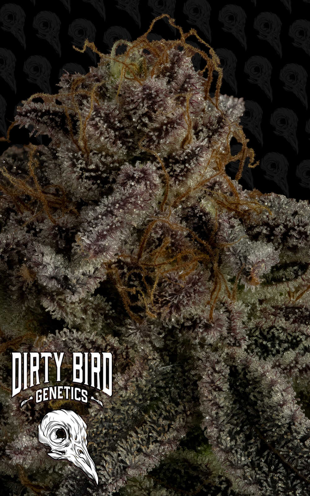 Bad Apple (F) – Cannabis Seeds for Sale | North Atlantic Seed Co.