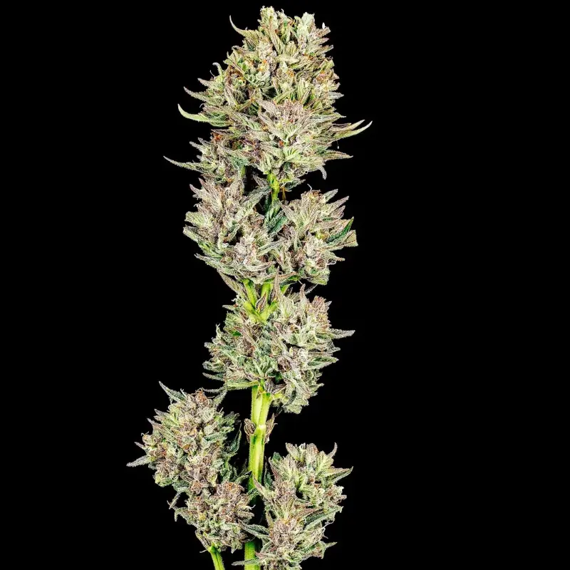 Garlic Jam Auto Feminized Seeds | North Atlantic Seed Co.