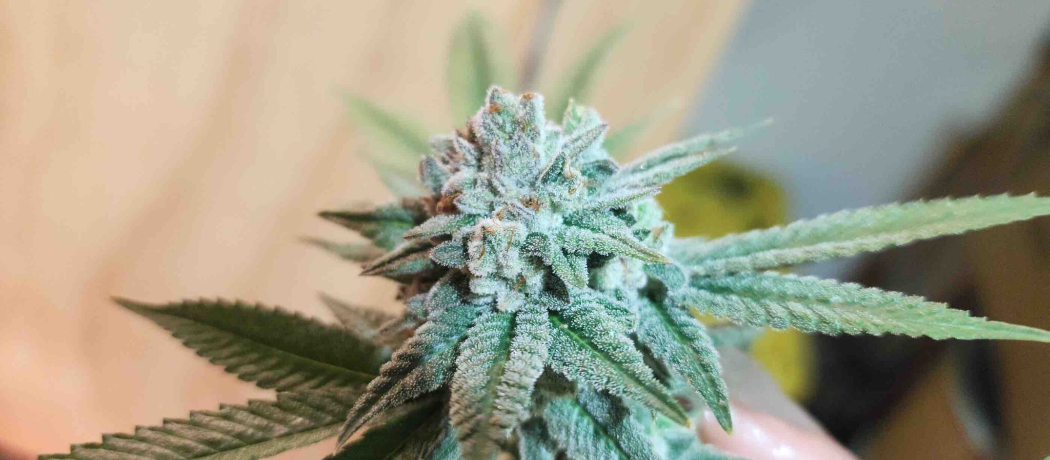 Cotton Moth (F) – Cannabis Seeds for Sale | North Atlantic Seed Co.