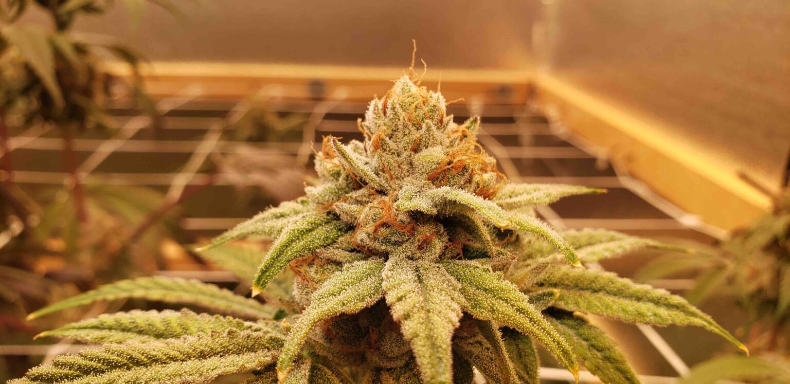 Gumlato (F) – Cannabis Seeds for Sale | North Atlantic Seed Co.