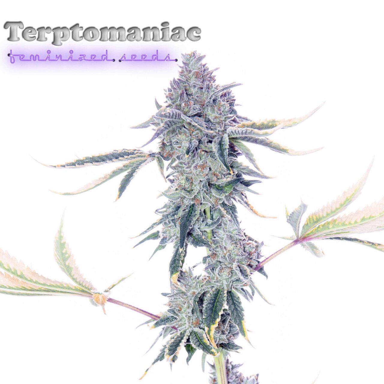 Romulan Genetics – Cannabis Seeds for Sale | North Atlantic Seed Co.