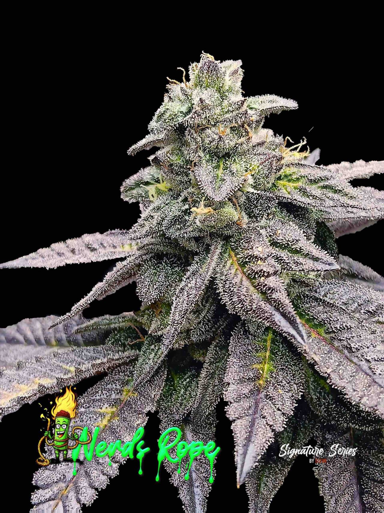 Nerds Rope S1 (F) – Buy Cannabis Seeds Online | North Atlantic Seed Co.