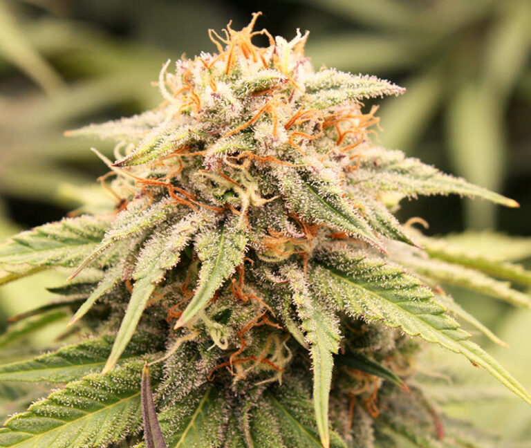 PriZmatic (F) – Cannabis Seeds for Sale | North Atlantic Seed Co.