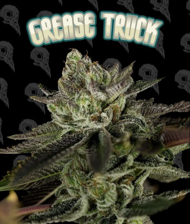 Grease Truck (F) – Cannabis Seeds for Sale | North Atlantic Seed Co.