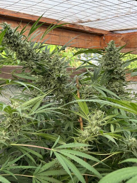 Hawaiian Dream (F) Feminized Seeds | North Atlantic Seed Co.