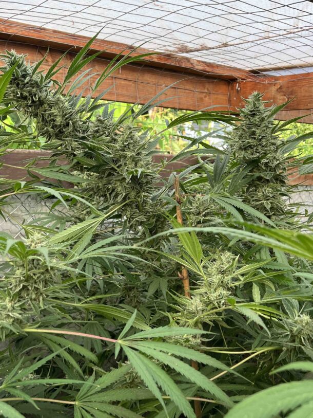 Hawaiian Dream (F) Feminized Seeds | North Atlantic Seed Co.