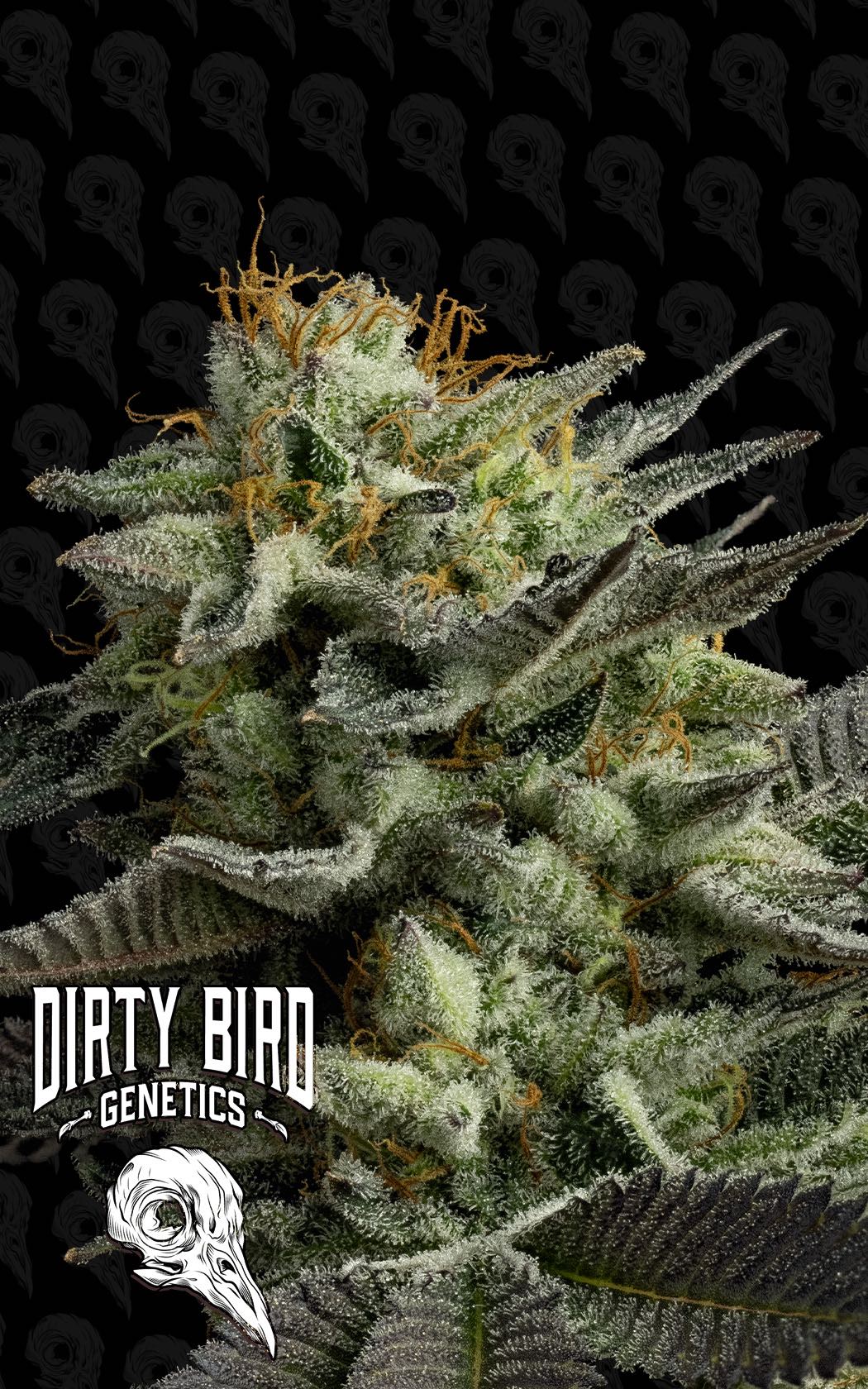 Pine Tree Kush (F) – Cannabis Seeds for Sale | North Atlantic Seed Co.