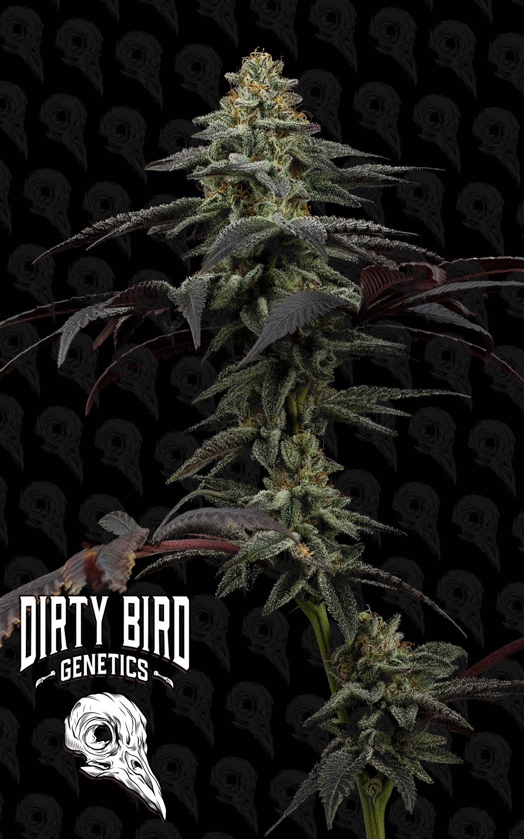 Pine Tree Kush (F) – Cannabis Seeds for Sale | North Atlantic Seed Co.