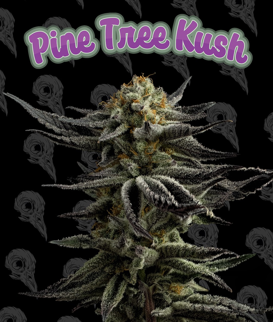 Pine Tree Kush (F) – Cannabis Seeds for Sale | North Atlantic Seed Co.