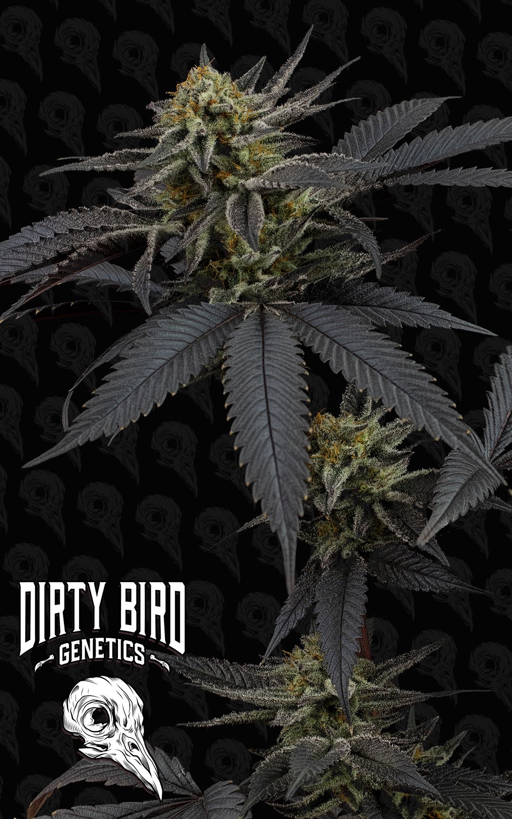 Pine Tree Kush (F) – Cannabis Seeds for Sale | North Atlantic Seed Co.