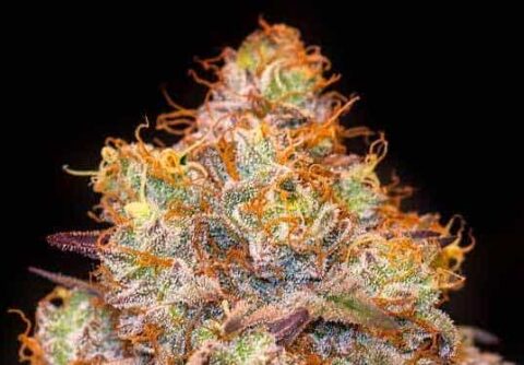 Mandarin Cookies (F) – Buy Cannabis Seeds Online | North Atlantic Seed Co.