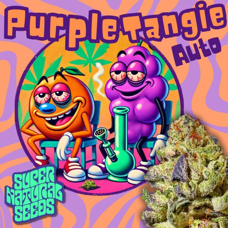 Purple Tangie Auto – Buy Cannabis Seeds Online | North Atlantic Seed Co.