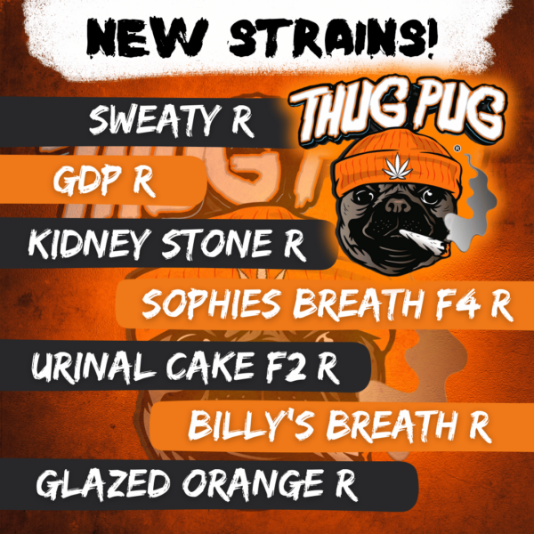 Cannabis Seeds for Sale | North Atlantic Seed Co.