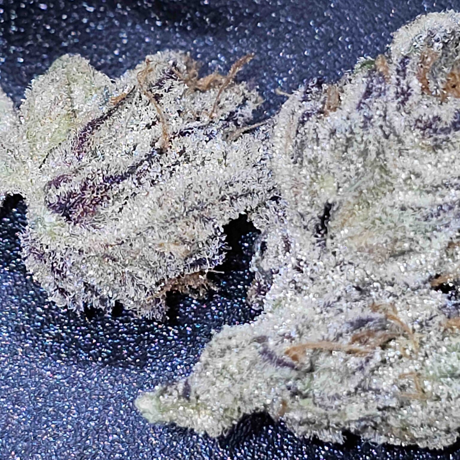 Platinum S2 – Buy Cannabis Seeds Online | North Atlantic Seed Co.