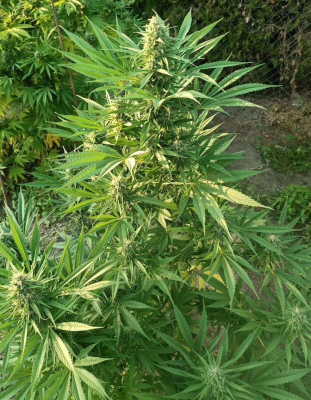 Creeper Gouge (R) [LIMITED EDITION] – Buy Cannabis Seeds Online | North ...